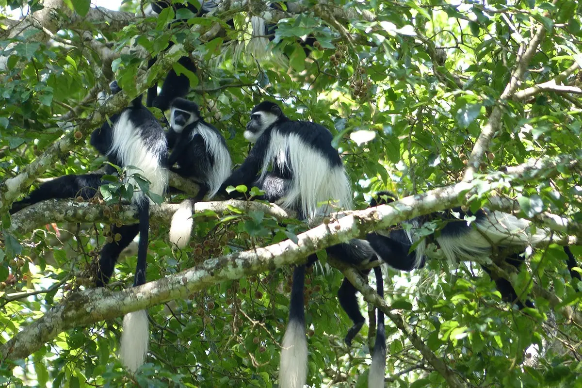 Poaching depletes Apes in Rwenzori Mountains National Park - Rwenzori Daily